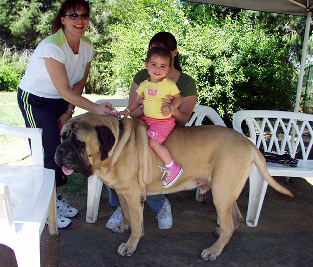 Gentle Giants Rescue and Adoptions